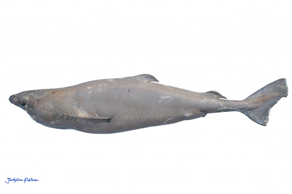 Marine and Freshwater Research Institute