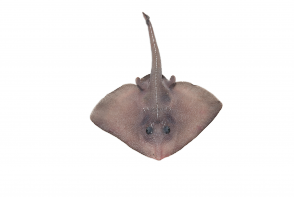 Sjávardýr | Marine and Freshwater Research Institute