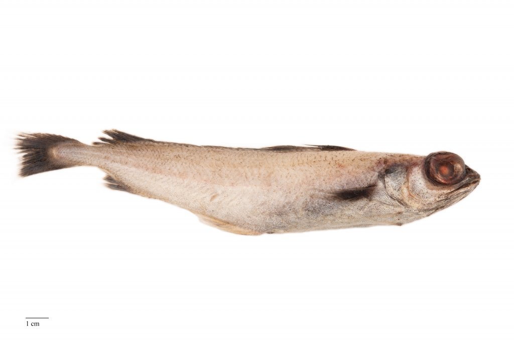 Marine and Freshwater Research Institute