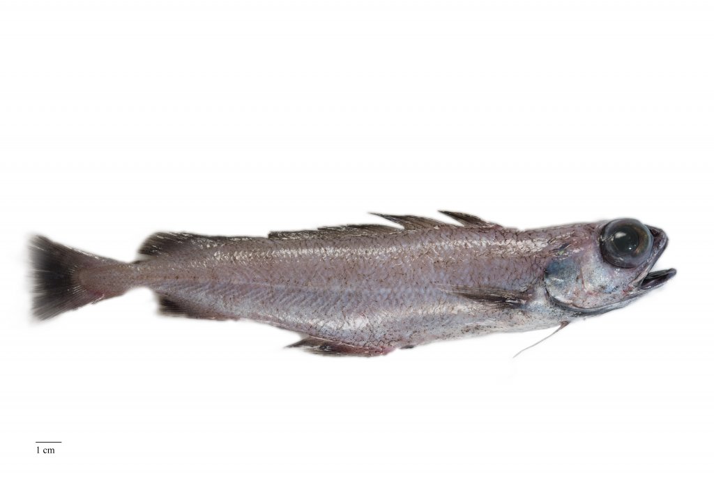 Marine and Freshwater Research Institute