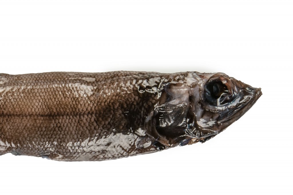 Sjávarlífverur | Hafrannsóknastofnun