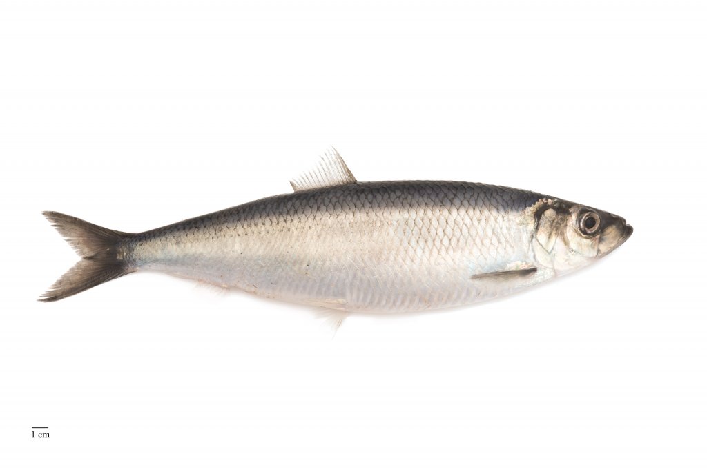 Sjávarlífverur | Hafrannsóknastofnun