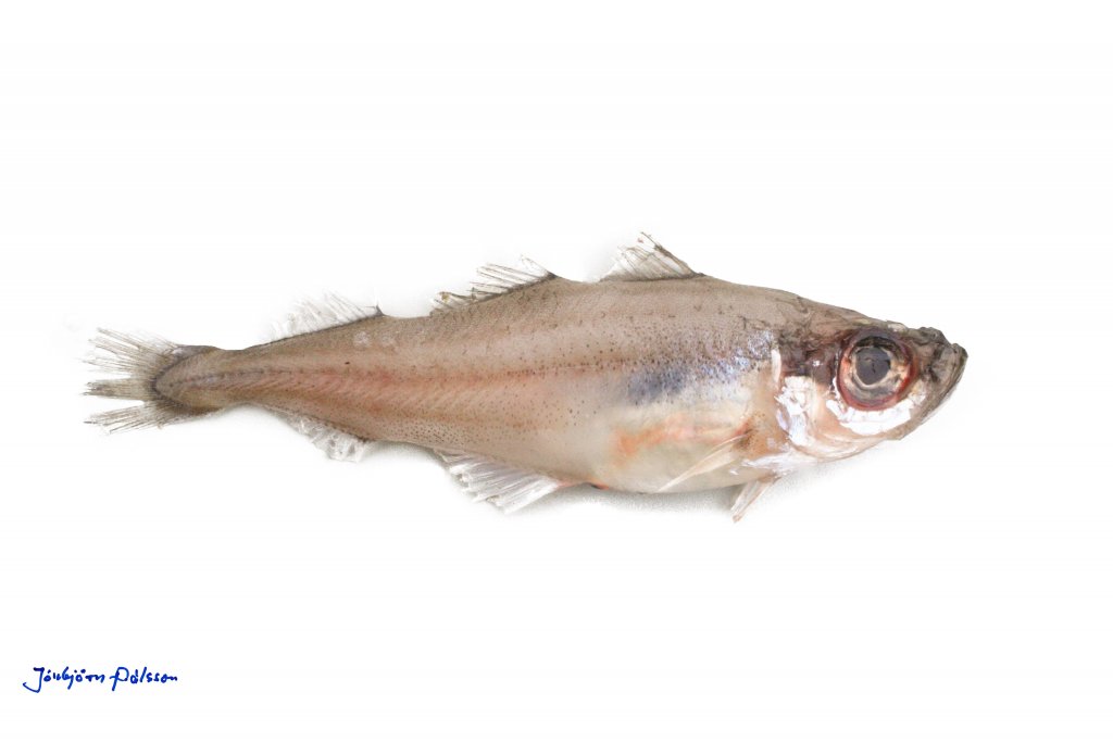 Sjávardýr | Marine and Freshwater Research Institute