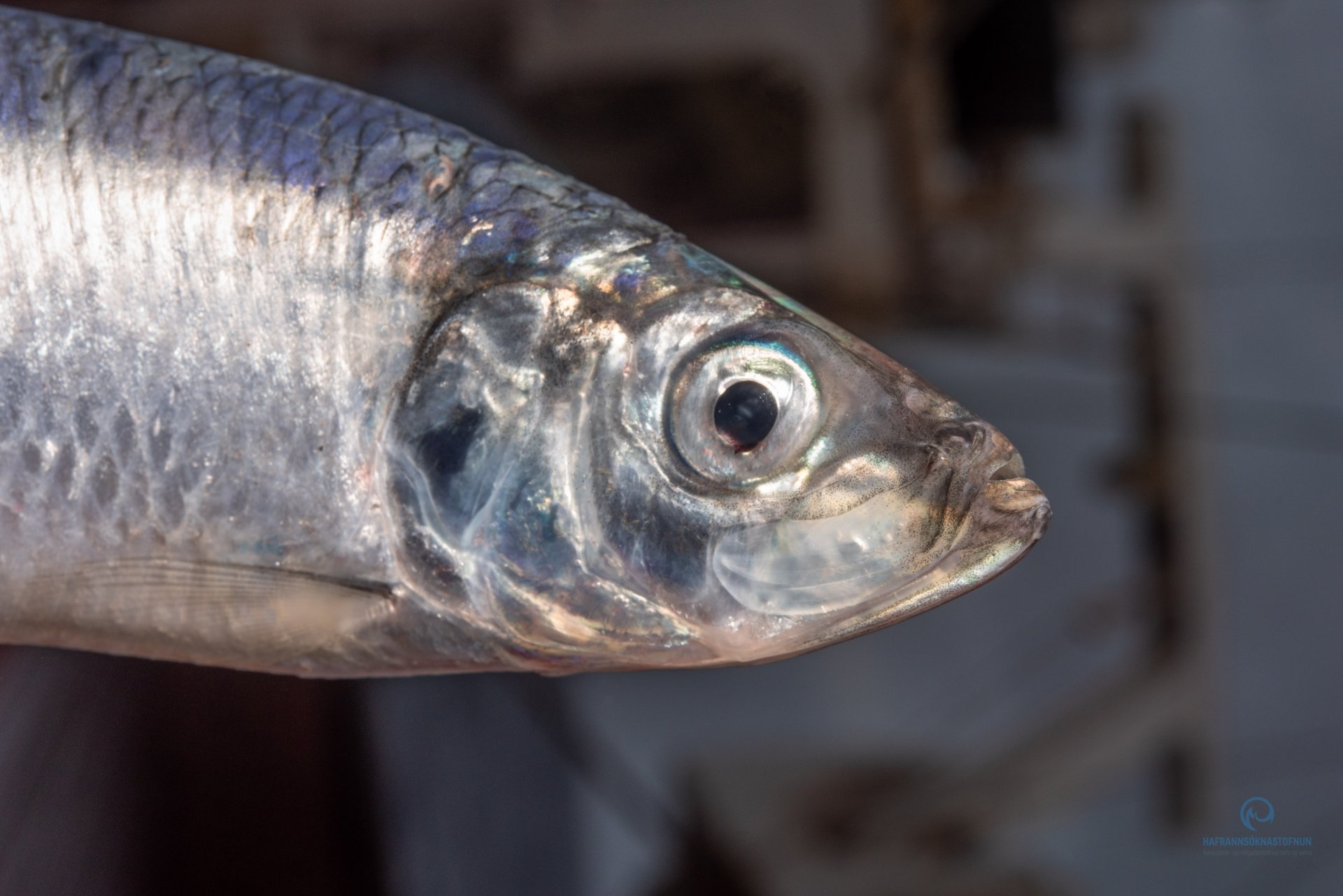 ICES advice on fishing opportunities of widely distributed pelagic fish ...