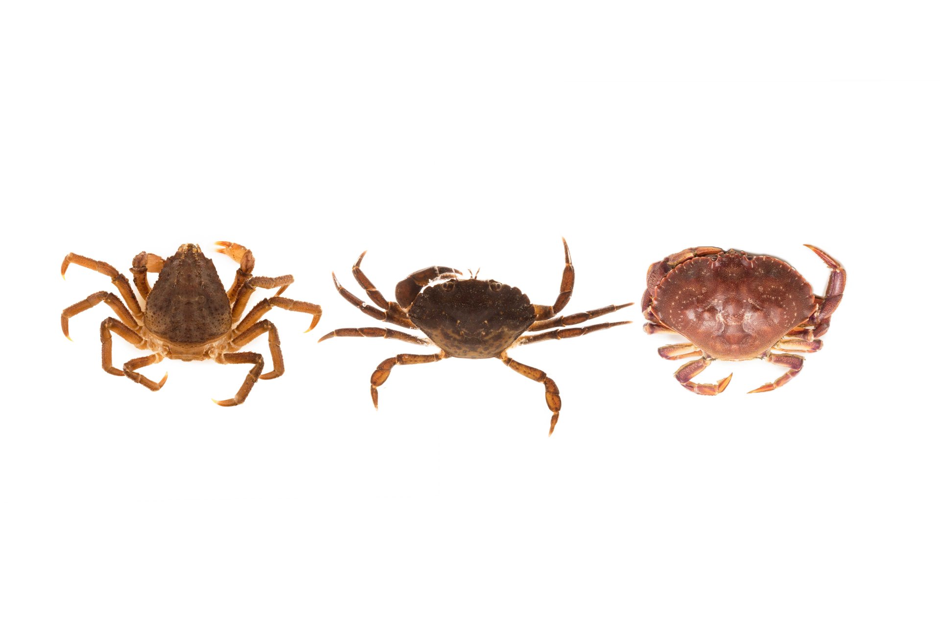 Range-extension of invasive and native brachyuran crabs in North-West ...