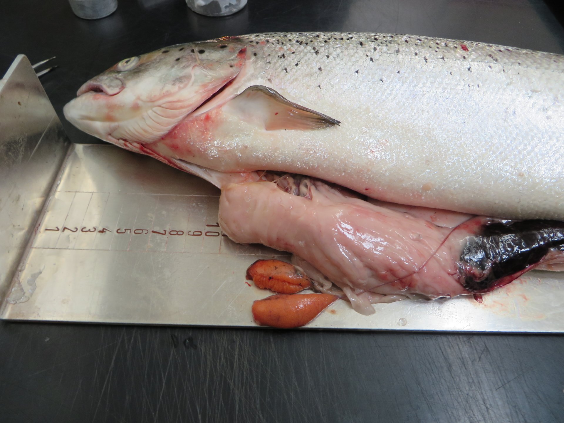 Eldislax í Vatnsdalsá | Hafrannsóknastofnun