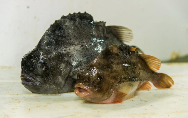 Advice for female lumpfish - 9040 tons | Marine and Freshwater Research ...